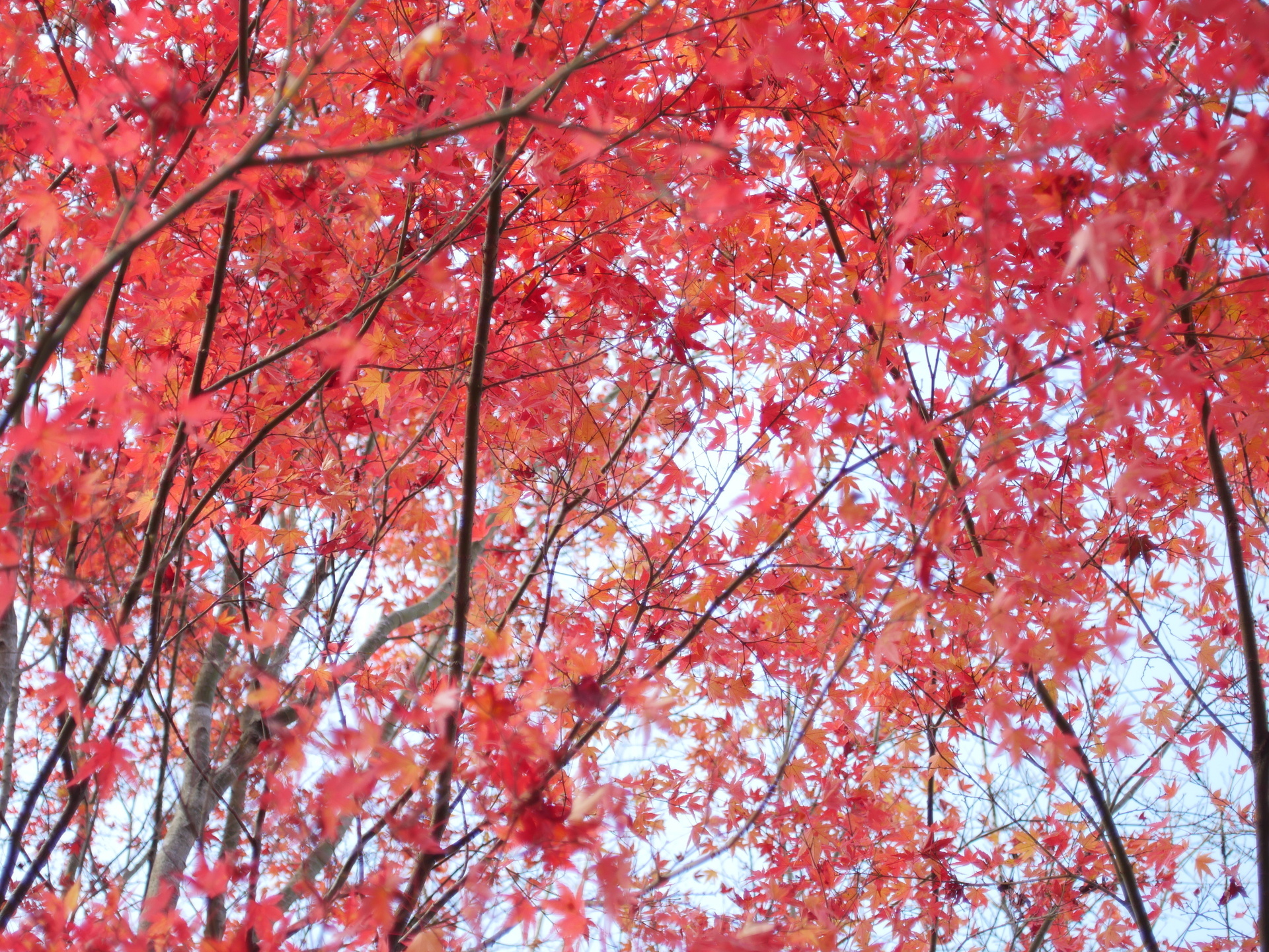 紅葉: 気まぐれメモ 2nd