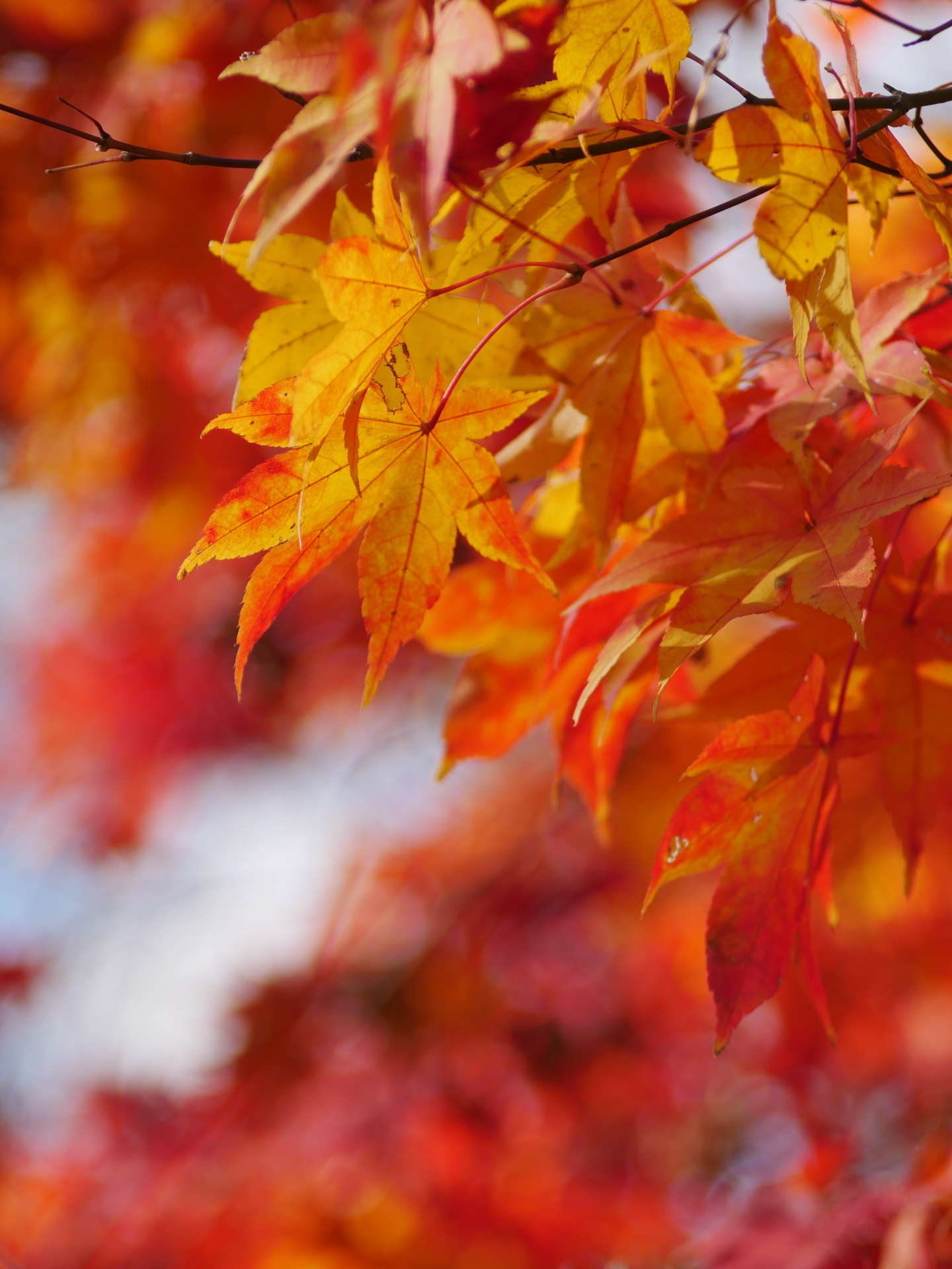 紅葉: 気まぐれメモ 2nd